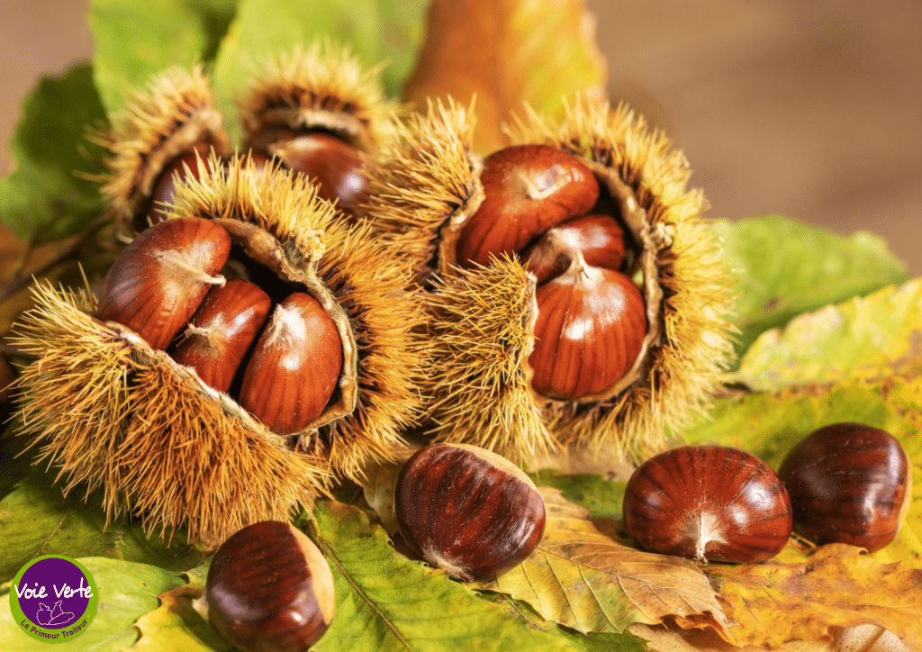 Tout savoir sur la châtaigne ! - Voie Verte